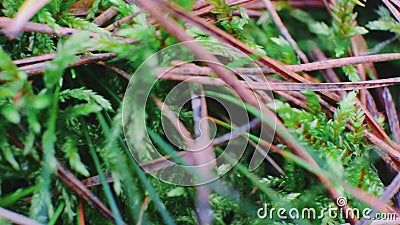 Plants Intertwined with Tree Branches in the Forest Stock Footage ...