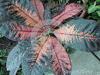 Plants With Large Multi-colored Leaves, Croton, Codyium Stock Photo ...
