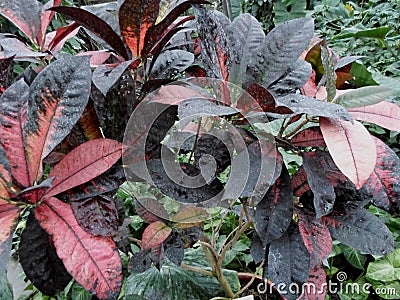 Plants With Large Multi-colored Leaves, Croton, Codyium Royalty-Free ...