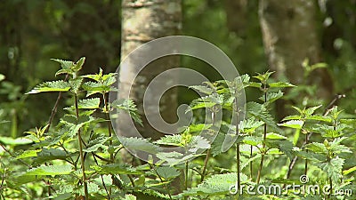 Plants and Weeds in Forest stock footage. Video of chlorophyll - 162712164