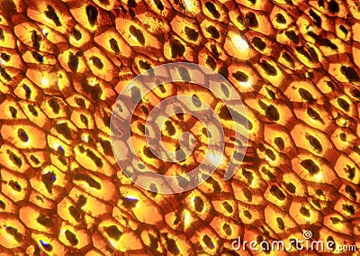 Plasmodesmata Slice Under The Microscope, (Plasmodesma Sec.) Stock ...