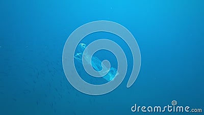 Plastic Bag Floating in the Ocean, a Bag in the Water. Underwater ...