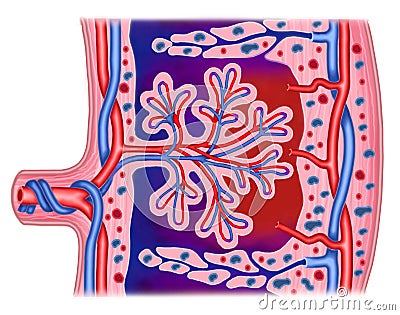 Plazenta Stockbild - Bild: 30487781