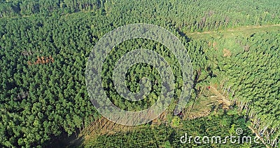 Plot of Cut Forest from the Air, Logging Top View, Panorama of the ...
