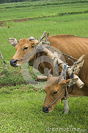 Plow Cows Stock Photos - Image: 17137403