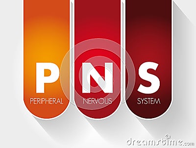 PNS - Peripheral Nervous System Acronym, Medical Concept Background ...