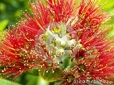 Pohutukawa Tree Flower Stock Photos - Image: 12801983