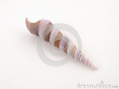 Pointy Shell Royalty Free Stock Photos - Image: 5589528