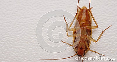 Poisoned Cockroach Lies on Its Back and Quickly Goes Over with Its Paws ...