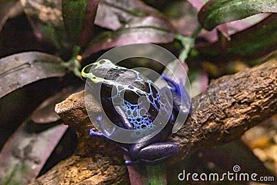 A Poisonous Blue Tree Climber Sitting On A Tree In The Jungle ...