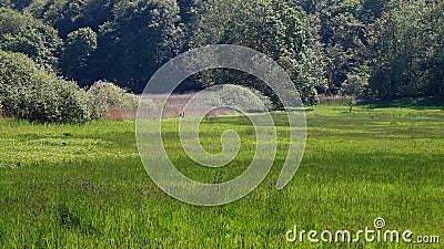 Pole trawa przed lasem zbiory. Video złożonej z pole - 40904838
