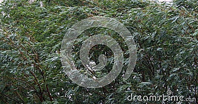 Pollard Willow, Salix Alba, Wind in the Leaves, Normandy Stock Video ...