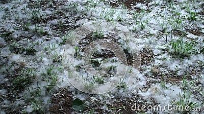 Pollen on the Ground in the Grass Stock Video - Video of blue ...