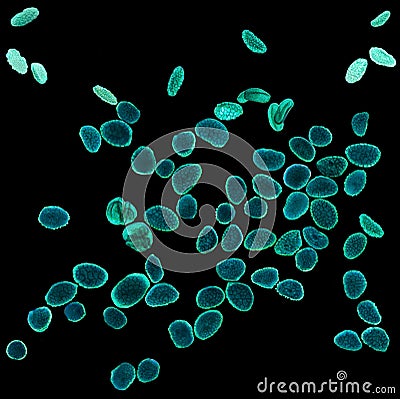 Magnified Pollen Grains Under The Light Microscope, Black Background ...