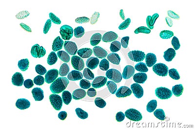 Magnified Pollen Grains Under The Light Microscope, White Background ...
