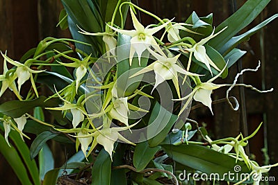 Pollinated By A Moth, Darwin's Comet Orchid Stock Photo - Image: 51213824