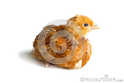 Pollo Joven Imagen de archivo libre de regalías - Imagen: 31543586