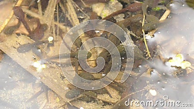 Pollywogs stock footage. Video of outdoor, protected - 35394801