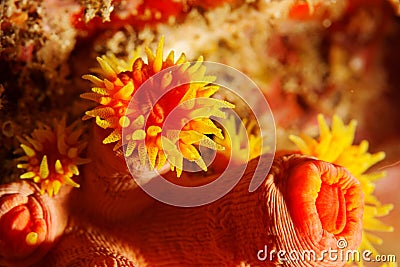 Polyps - Andaman Sea Stock Photos - Image: 21757463