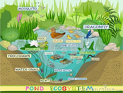 At The Pond Stock Vector - Image: 60024163