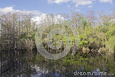 Pond Swamp View At Slough Preserve Stock Photography | CartoonDealer ...