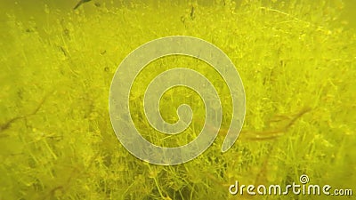 Pond Underwater Dolly Scene Stock Video - Video of swim, slider: 55144189