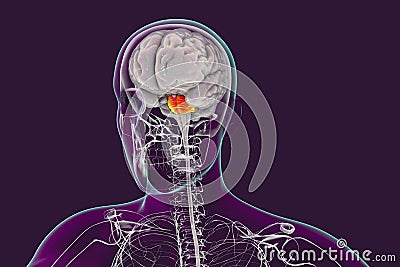 Pons Highlighted Inside Human Brain, 3D Illustration | CartoonDealer ...