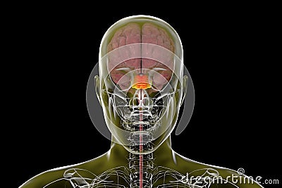 Pons Highlighted Inside Human Brain, 3D Illustration | CartoonDealer ...