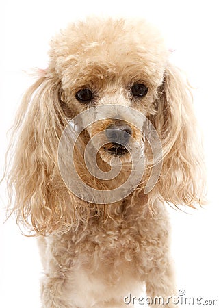 Poodle Face Royalty Free Stock Images - Image: 36210279