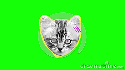 Pop Art Animation with Grey Cat on Green Screen Stock Video - Video of ...