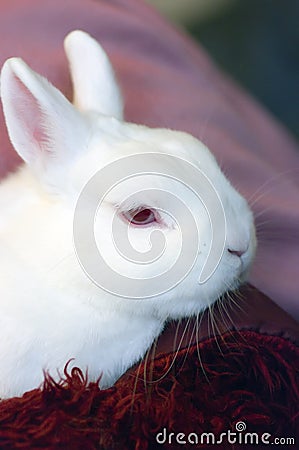 Portrait Of Albino Rabbit Stock Images - Image: 4798014