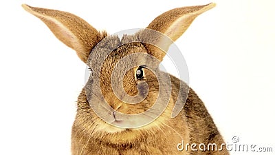 Portrait Brown Rabbit Chews Stock Video - Video of away, shot: 85874049