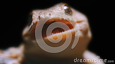 Close-up Portrait of a Gecko with an Open Mouth and Sharp Teeth Stock ...