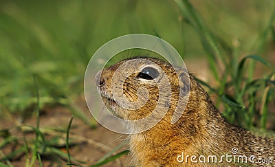 Portrait Of A Gopher In Green Grass In Profile Royalty-Free Stock ...