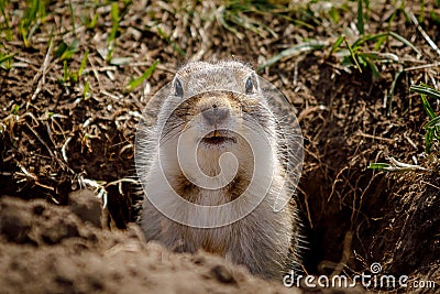 Portrait Of A Gopher`s Head Standing On The Grass Close Stock ...