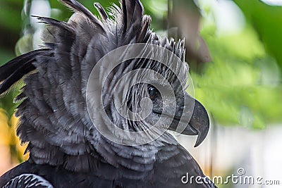 Portrait Of Harpy Eagle Harpia Harpyja Proudly Looking Forward Stock Photo | CartoonDealer.com ...