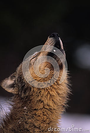 Portrait Of Howling Wolf Stock Photos - Image: 8874473