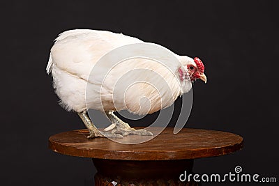 Portrait Of A Rooster Without A Tail On A Black Background, Araucana ...