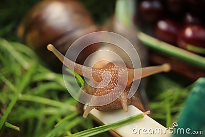 Portrait Of Snail Royalty-Free Stock Photography | CartoonDealer.com ...