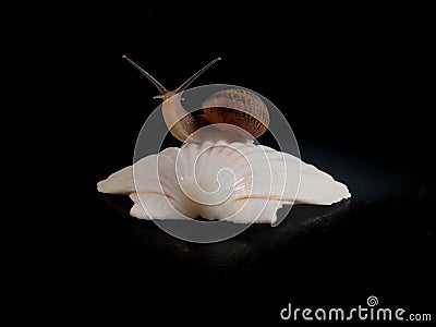 Portrait Of A Snail, Installed On A Scallop Shell, Black Background ...