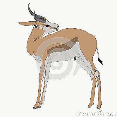 Portrait Of A Standing Springbok Cartoon Vector | CartoonDealer.com ...