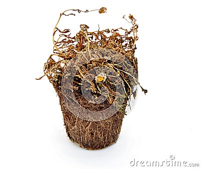 Pot With Dried Plant Stock Images - Image: 19698654
