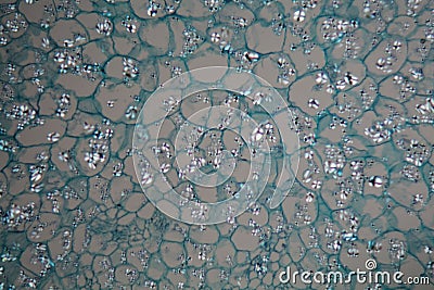 Potato Cells With Starch Corns Under The Microscope Royalty-Free Stock ...