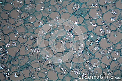 Potato Cells With Starch Corns Under The Microscope Stock Photography ...