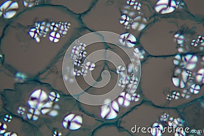 Potato Cells With Starch Corns Under The Microscope Royalty-Free Stock ...
