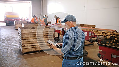 Potato Harvesting. Sorting Potatoes. Farmer Inspects Quality of Potato ...
