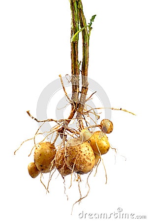 Potato With Root Royalty Free Stock Photo - Image: 15640895