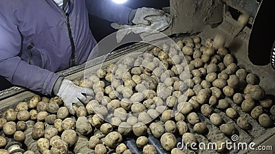 Potatoes Conveyor Belt, Potato Processing Line in Cold Storage Plant ...