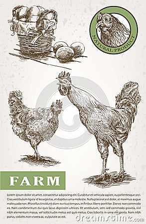 Poultry Breeding Sketches Vector Illustration | CartoonDealer.com #63859700