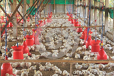 Poultry Farm. Stock Photo - Image: 46631624